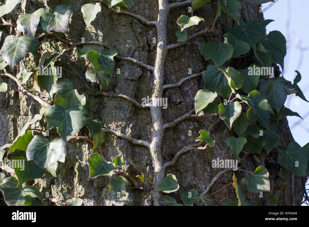 Ivy / Ivy - creeping shrubs clinging to their adventitious roots of the ...