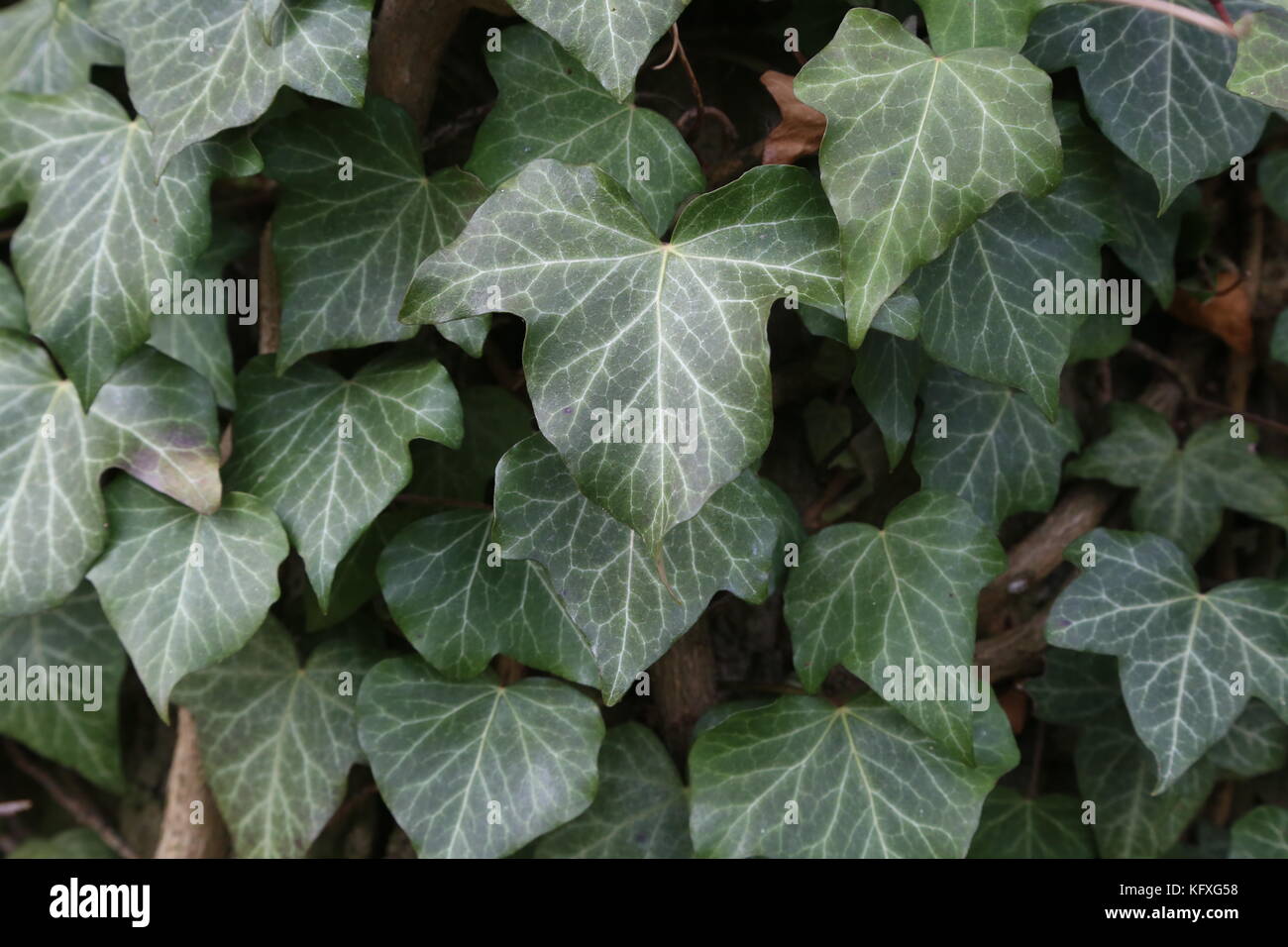 Ivy / Ivy - creeping shrubs clinging to their adventitious roots of the ...