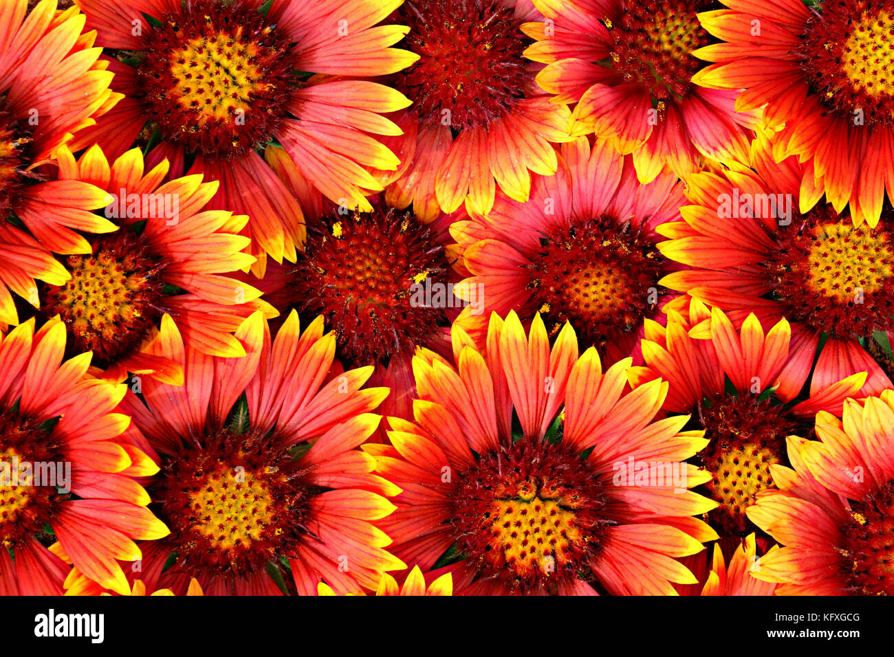 Floral Desktop Wallpaper High Resolution Stock Photography and Images ...