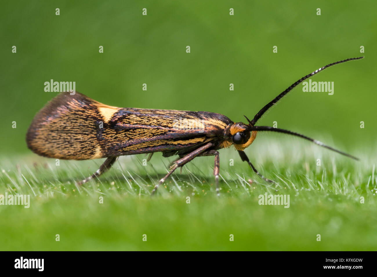 Sulphur Tubic moth (Esperia sulphurella) on nettle leaf. Tipperary ...