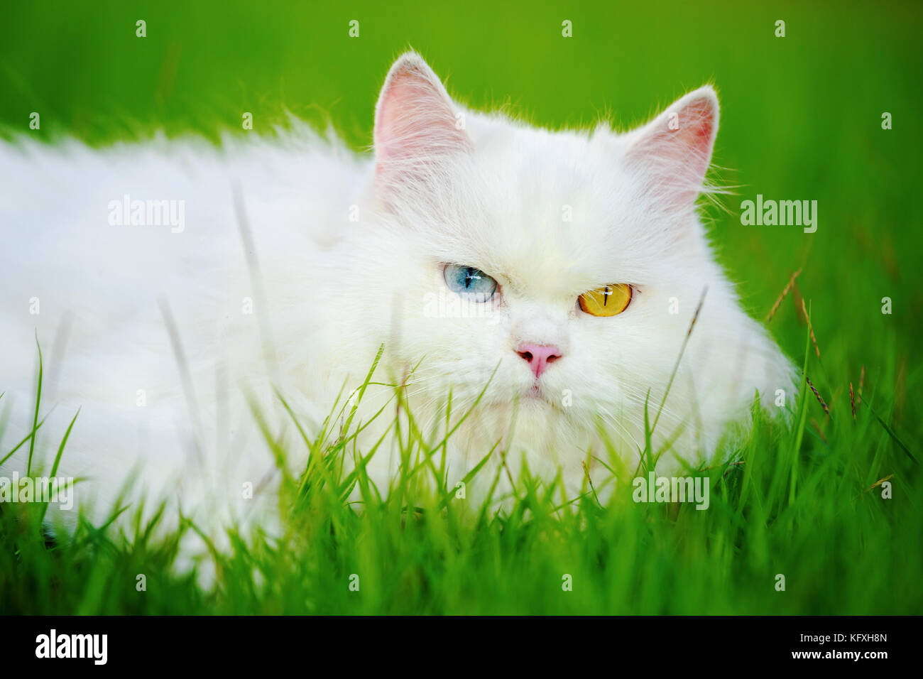 2 Different Colored Eyes Cats