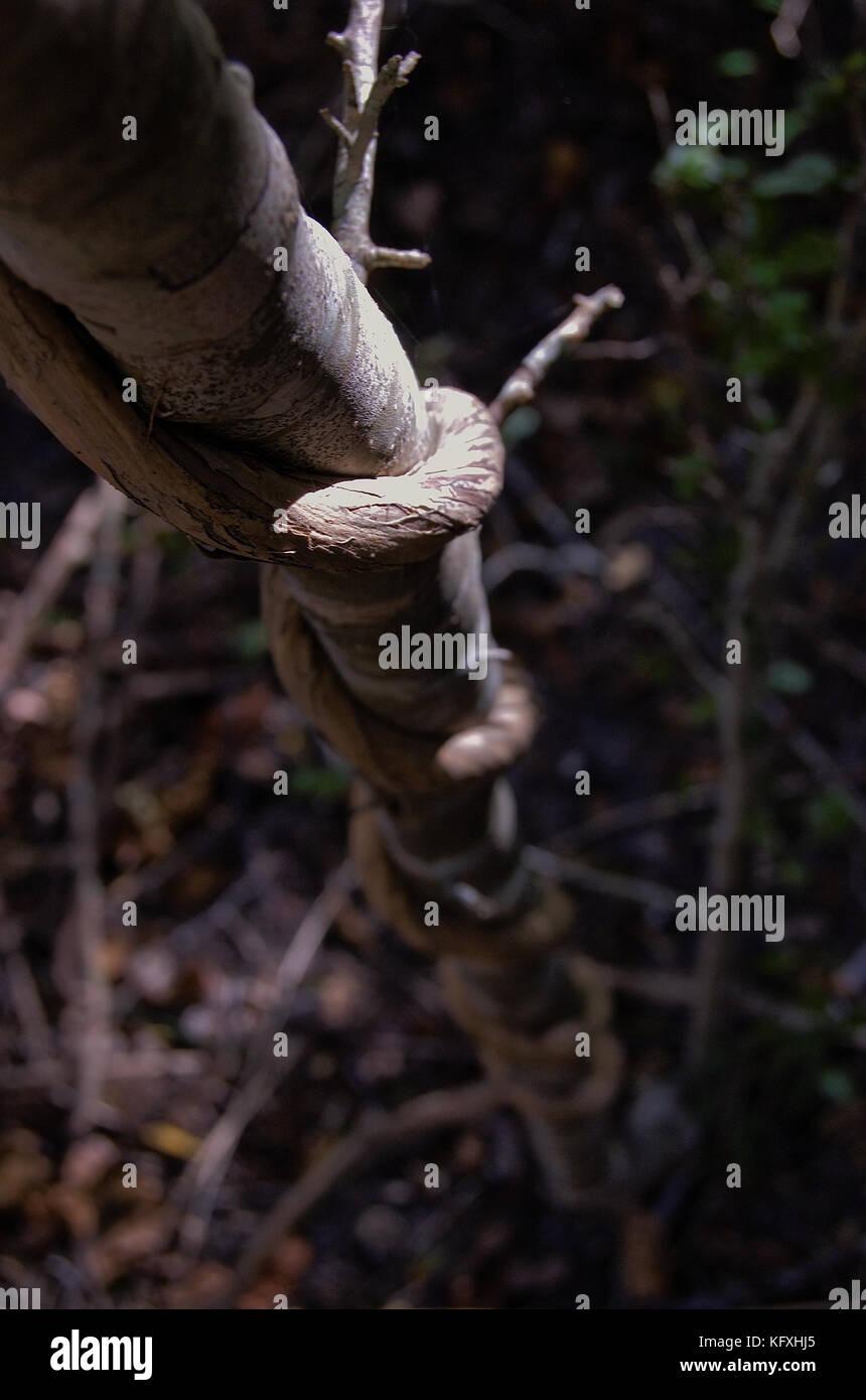 Small tree trunk with vine curling around it Stock Photo - Alamy