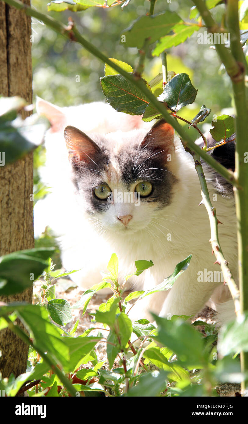 Italian farm cat Stock Photo - Alamy