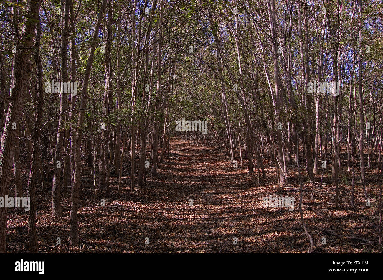 Walking trail in the fall with oak trees Stock Photo - Alamy