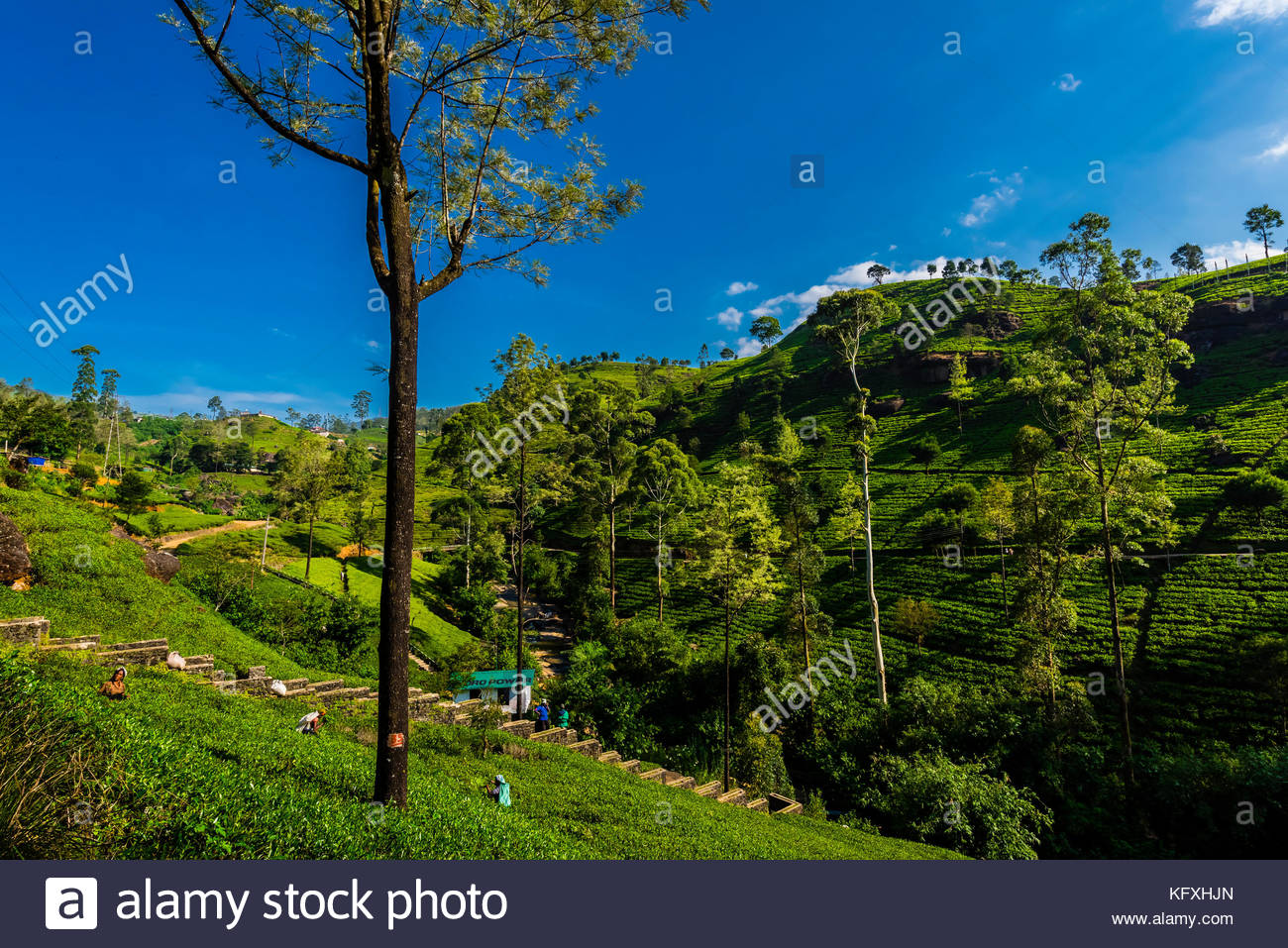 Tea Estate Sri Lanka Stock Photos & Tea Estate Sri Lanka Stock Images ...