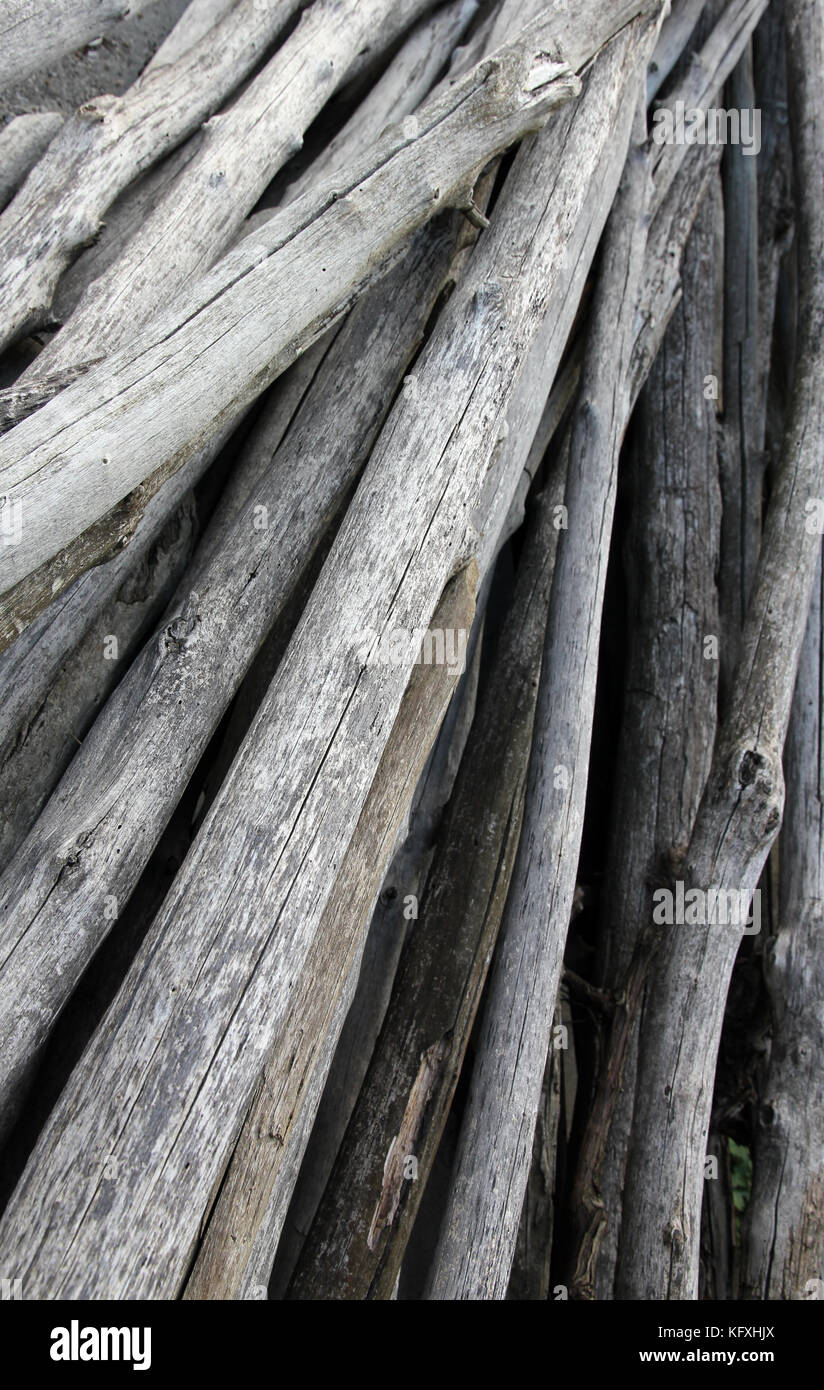 sweet chestnut trunks Italy Stock Photo - Alamy