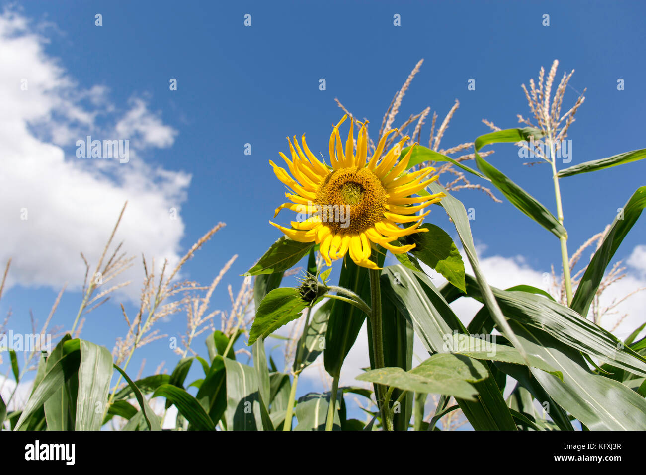 sunflowers in maize Stock Photo - Alamy