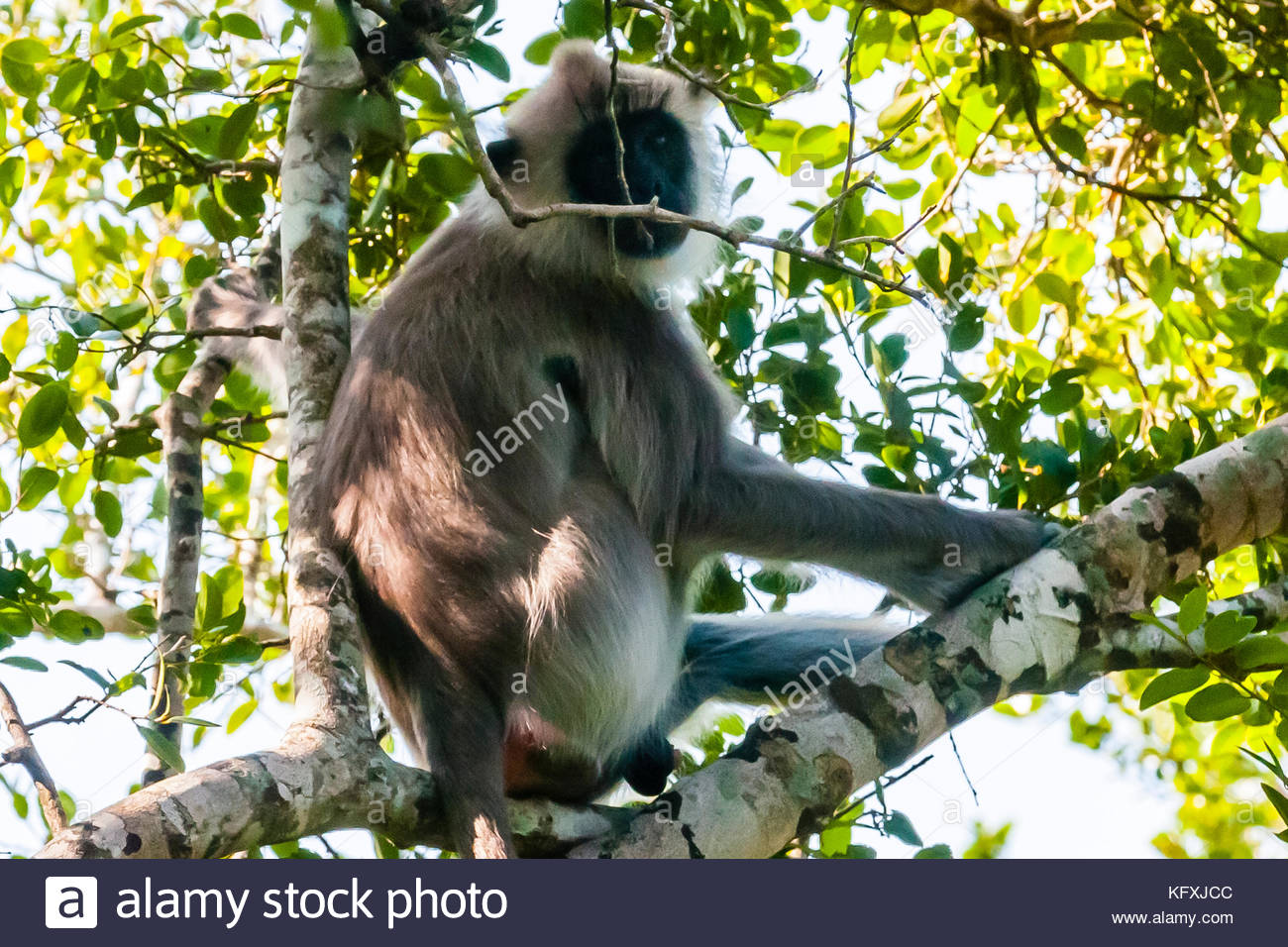 Black Faced Langur Monkey Stock Photos & Black Faced Langur Monkey ...
