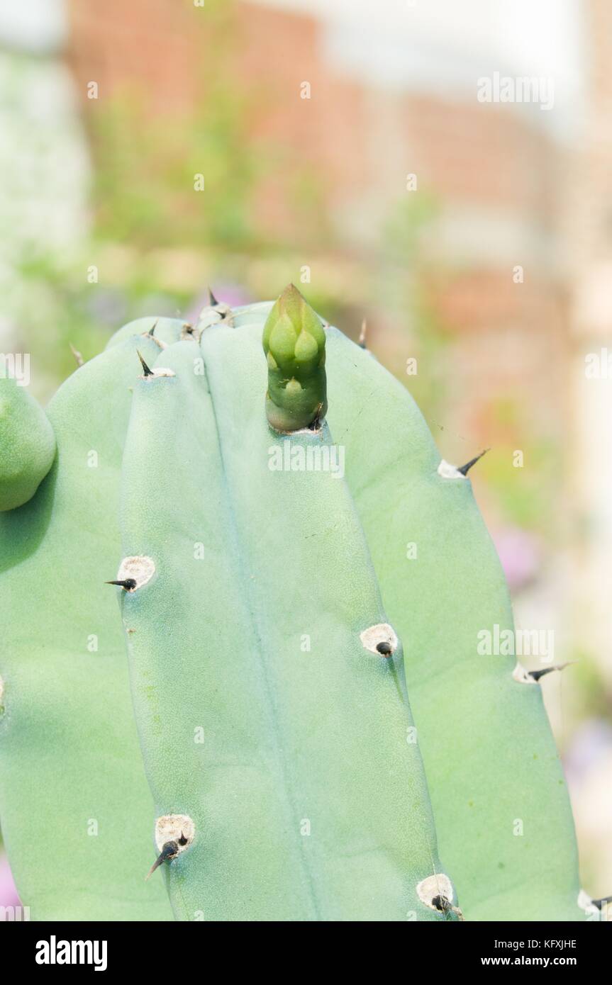 Bud of flower of cactus newly sprouted for funds of nature Stock Photo ...