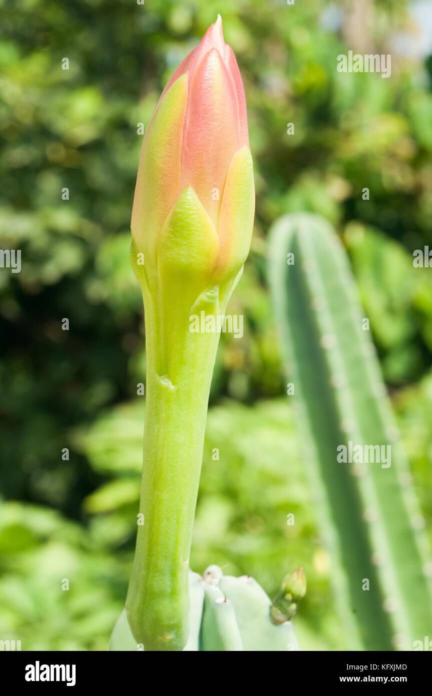 Flower of cactus closed with green bottom of plants for funds of nature ...
