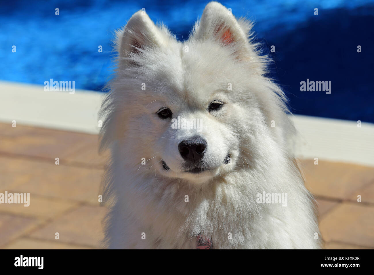 Samoyed hi-res stock photography and images - Alamy