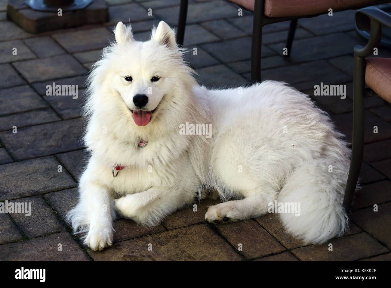 Female Samoyed Long Island New York Stock Photo - Alamy