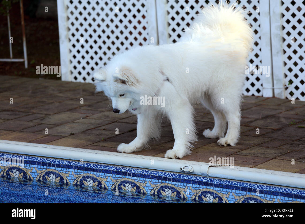 Backyard pool fence hi-res stock photography and images - Alamy