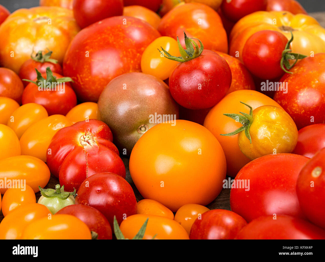 Various different color organic homegrown tomatoes. Red, yellow, orange ...