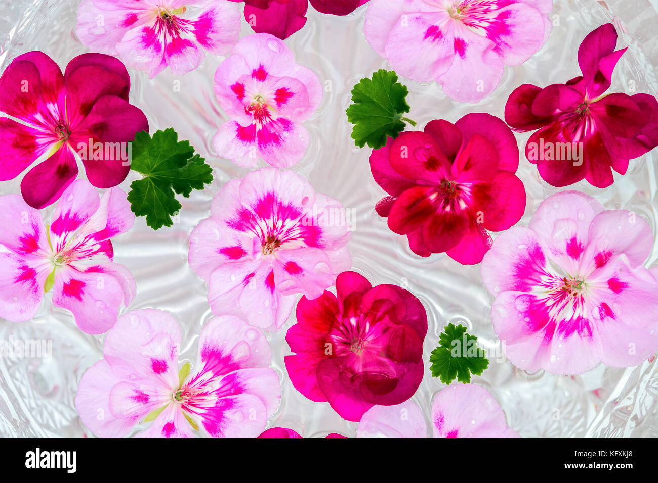 Pelargonium geranium flower on water background with drops Stock Photo ...