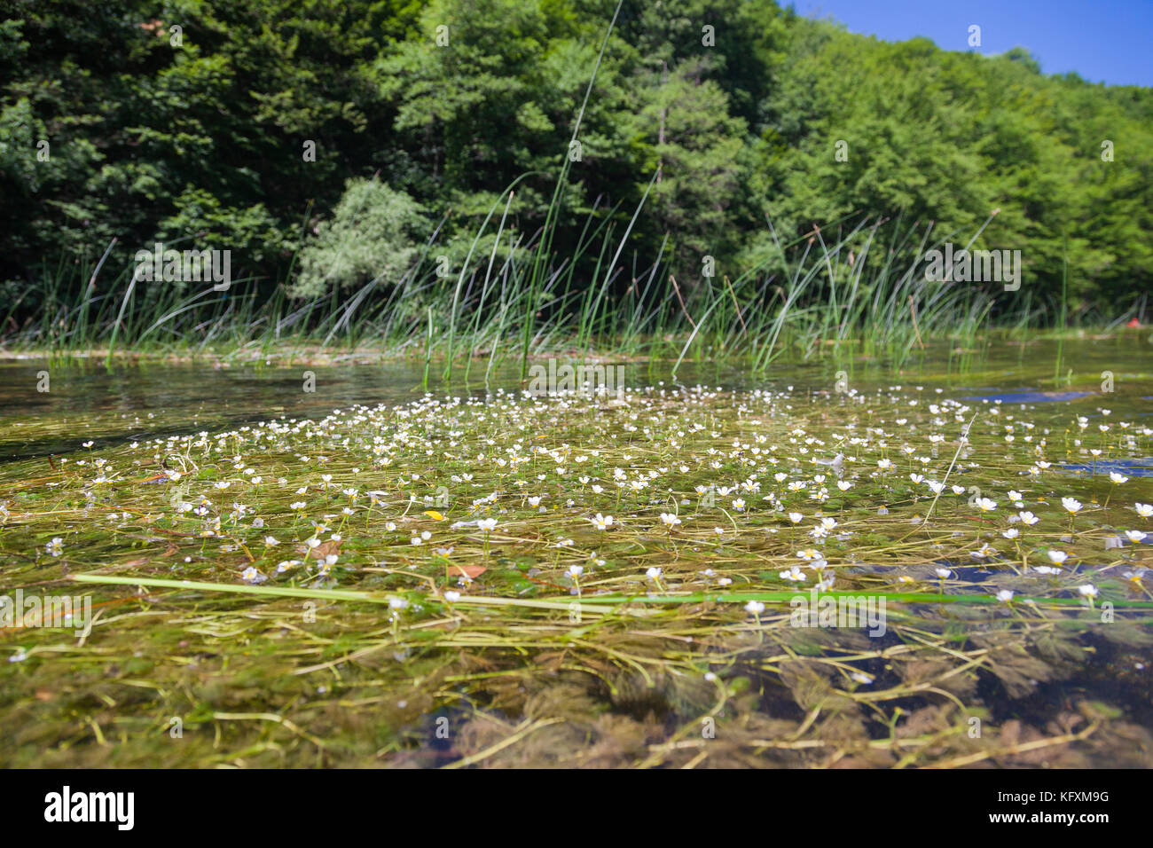 Ranunculus aquatilis, the common water-crowfoot on the Korana River ...