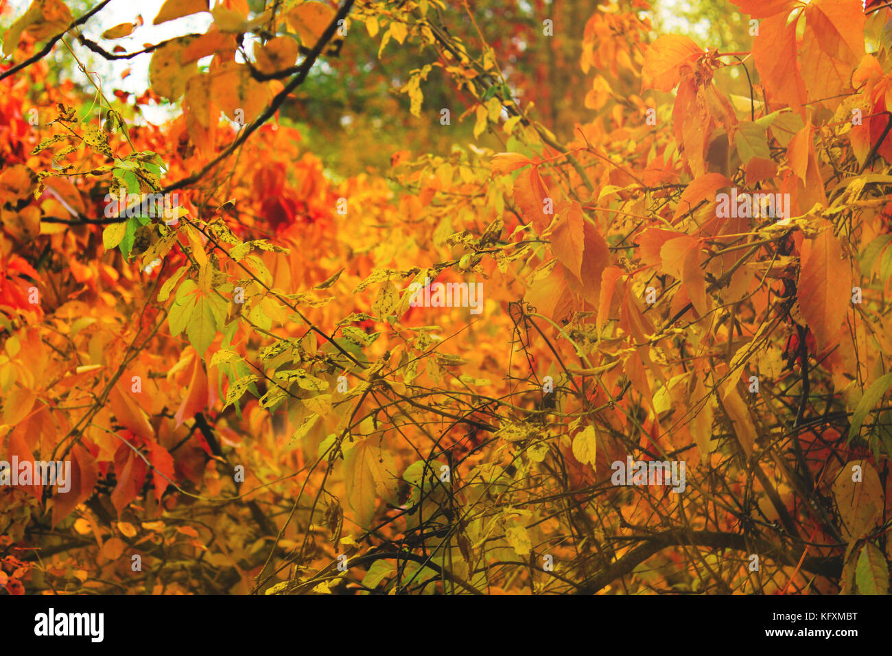 Bright autumn concept. Colorful background Stock Photo - Alamy