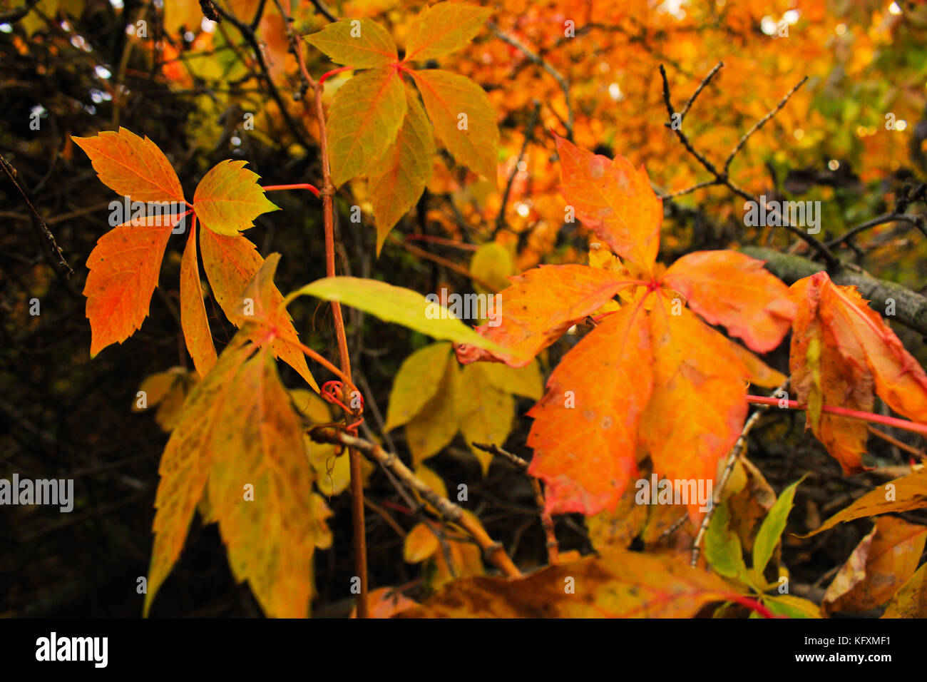 Beautiful autumnal background different hi-res stock photography and ...