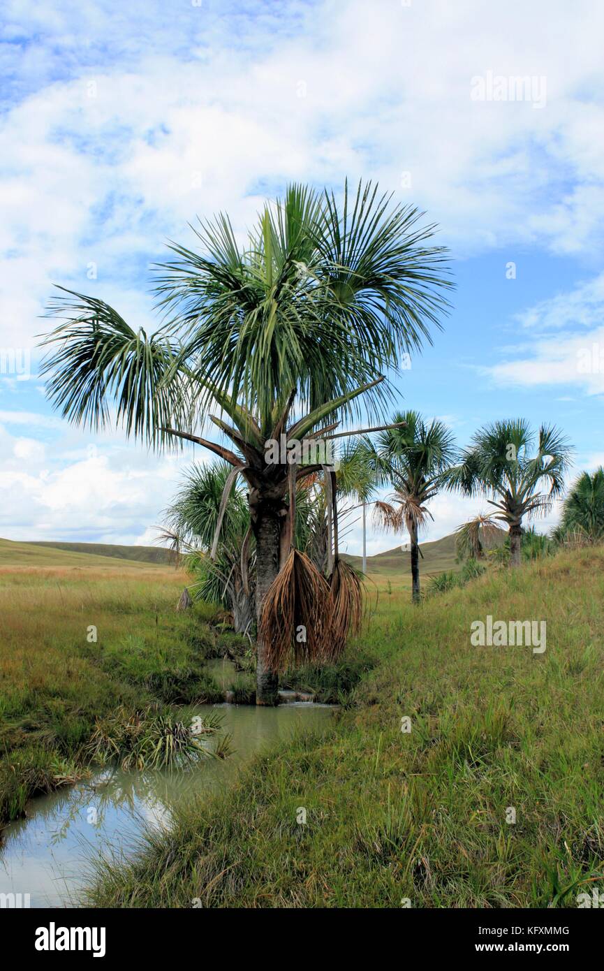 Palm trees in Great Savanna , Venezuela Stock Photo - Alamy