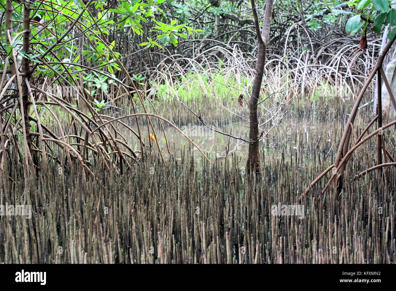 Mangrove swamp in Venezuela Stock Photo - Alamy