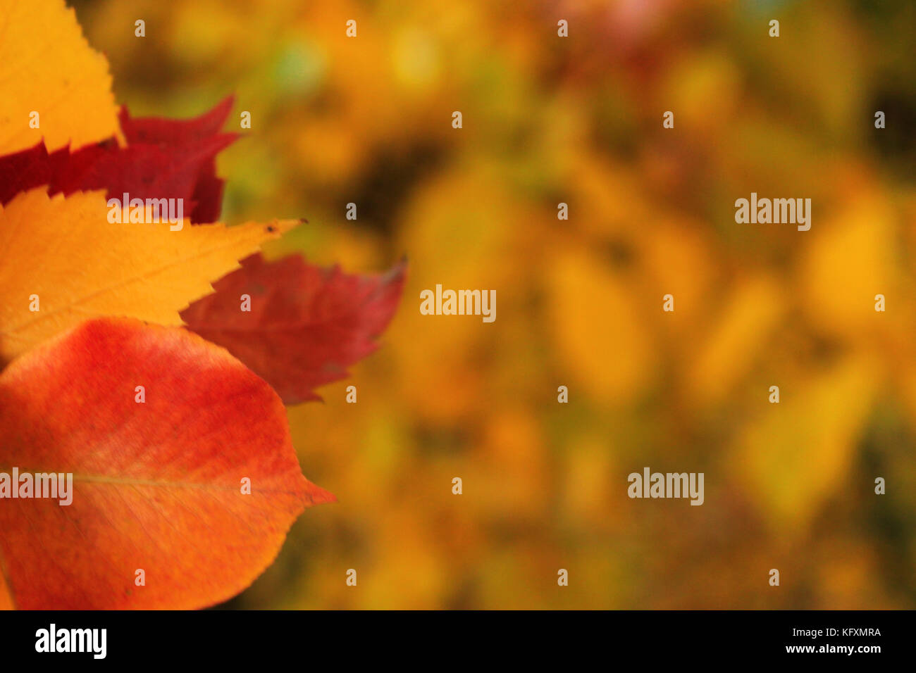 Bright autumn concept. Close up. Selective focus Stock Photo - Alamy