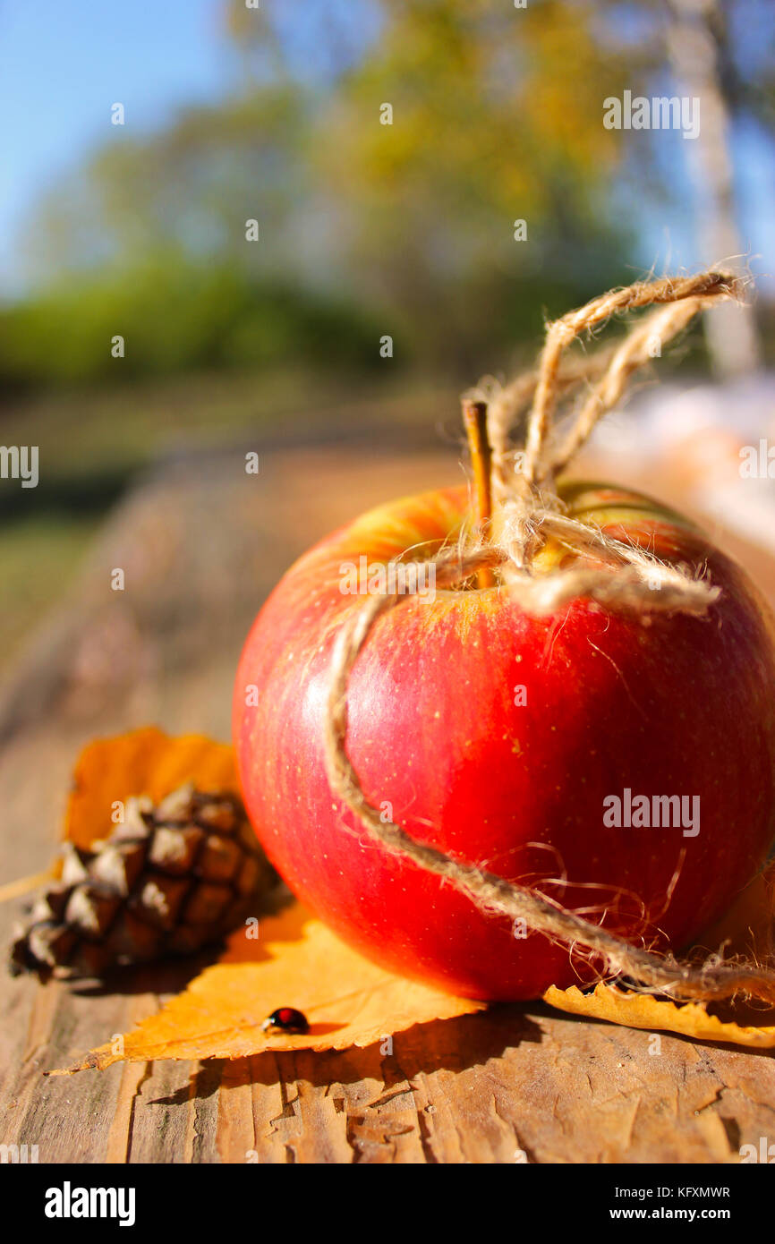 Autumn concept. Beautiful bright still life with apple,ladybug, cones ...