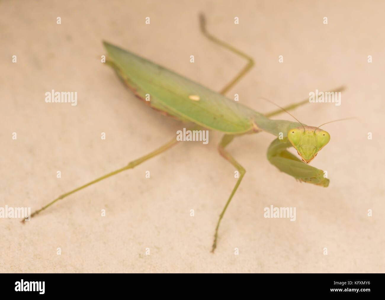 Green praying mantis on a wall (Mantis religiosa) - Selective focus on ...