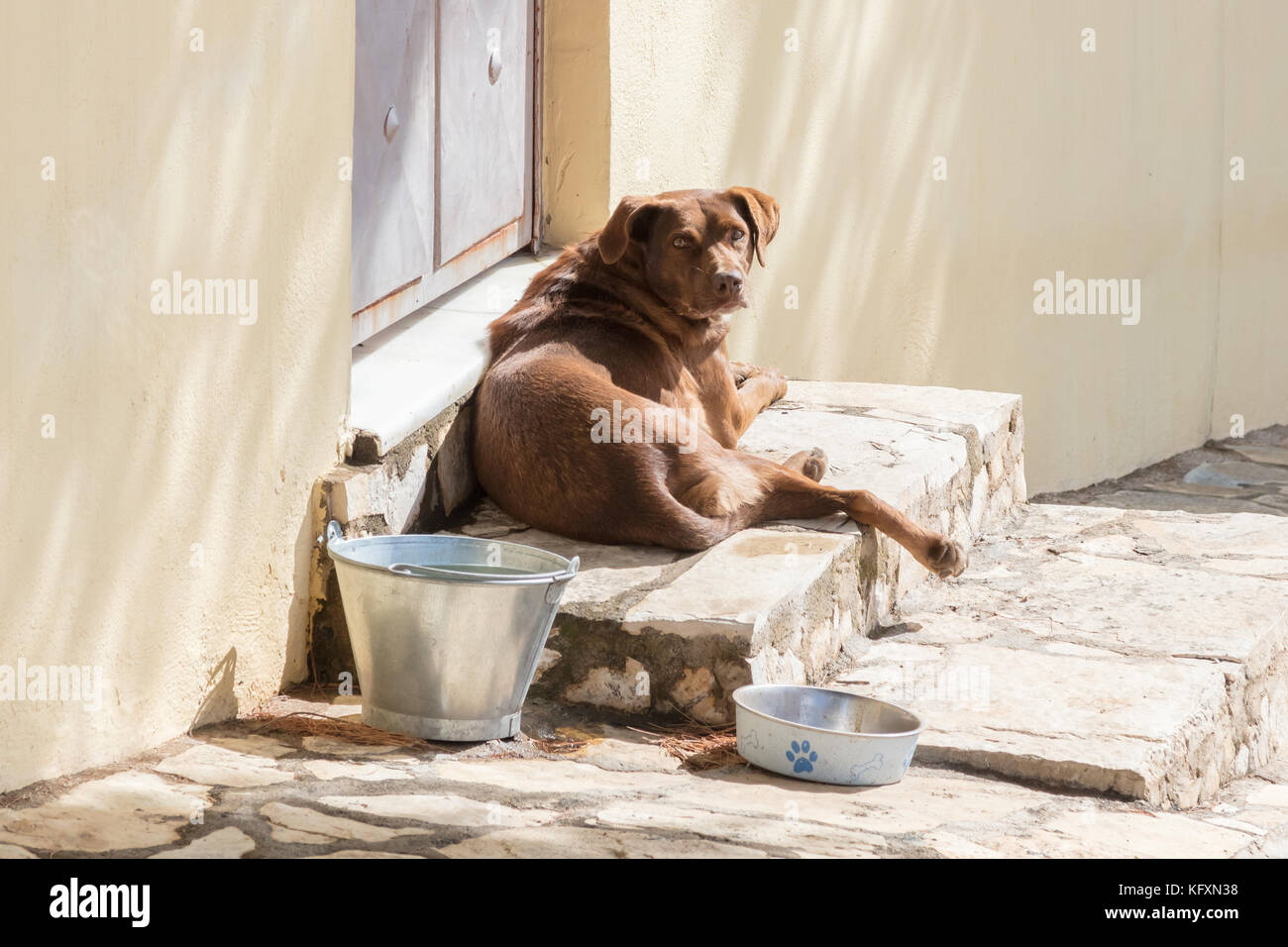 Brown dog in front of a Greek house Stock Photo - Alamy