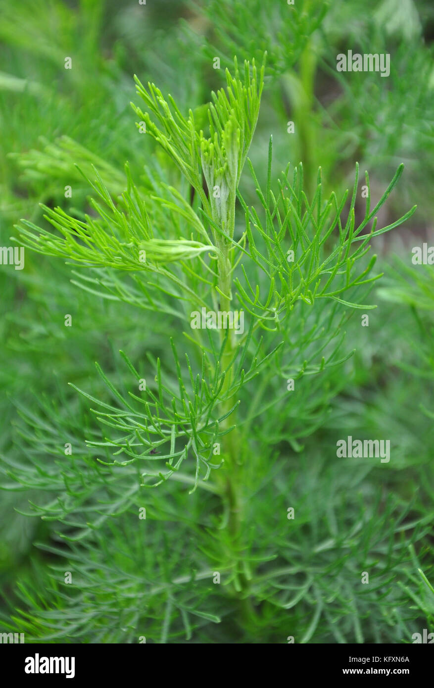 Southernwood (Artemisia abrotanum Stock Photo - Alamy