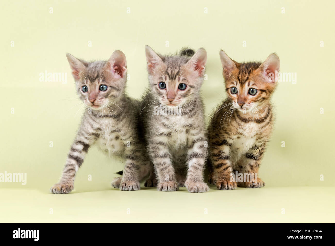 Toyger kitten hi-res stock photography and images - Alamy