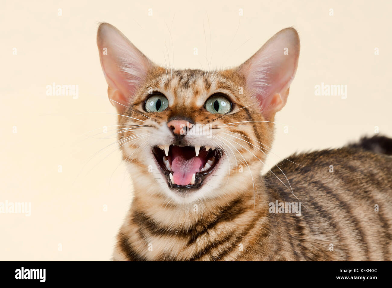 Breedcat Toyger (Felis silvestris catus), grey black mackerel Stock ...