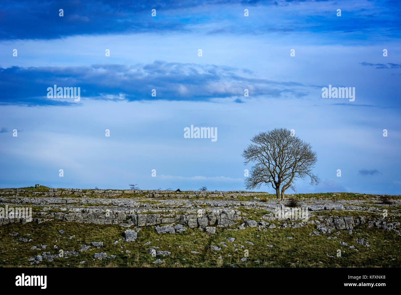 Moors yorkshire tree hi-res stock photography and images - Alamy