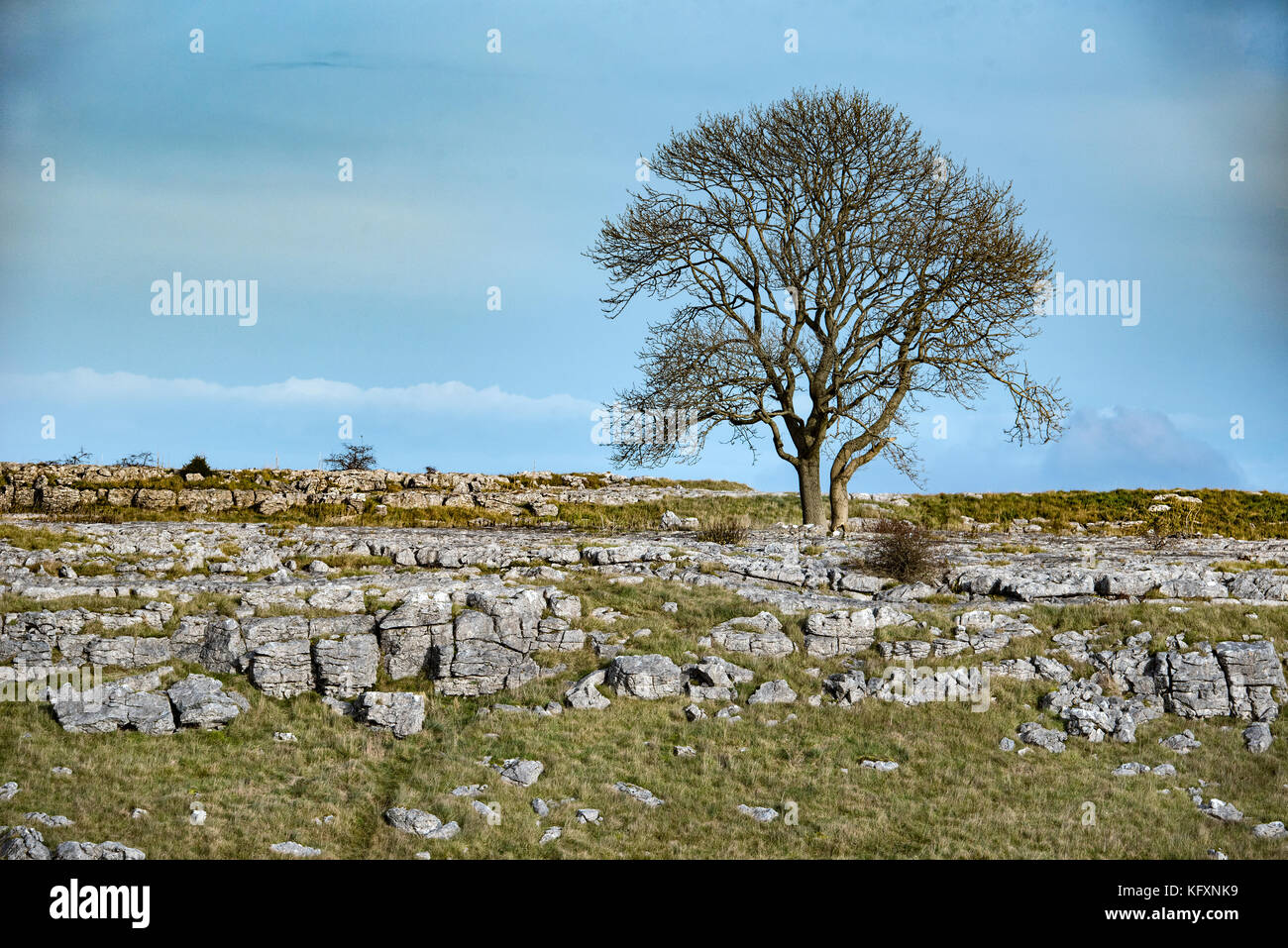 North Yorkshire. Malham district. Limestone pavement tree Stock Photo ...
