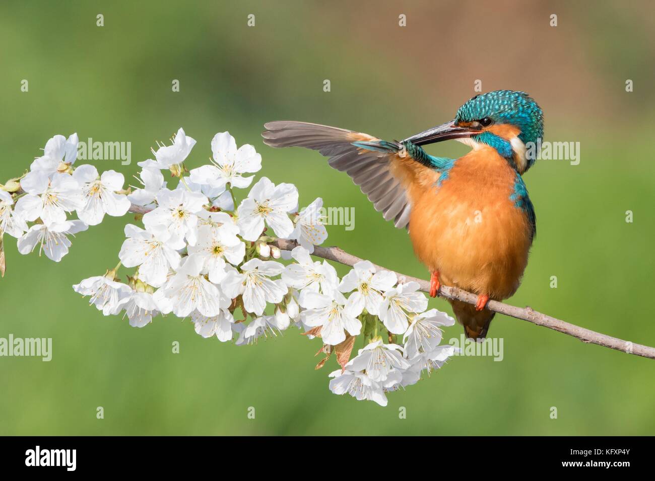 Common kingfisher (Alcedo atthis) with extended wing, plumage care on a ...