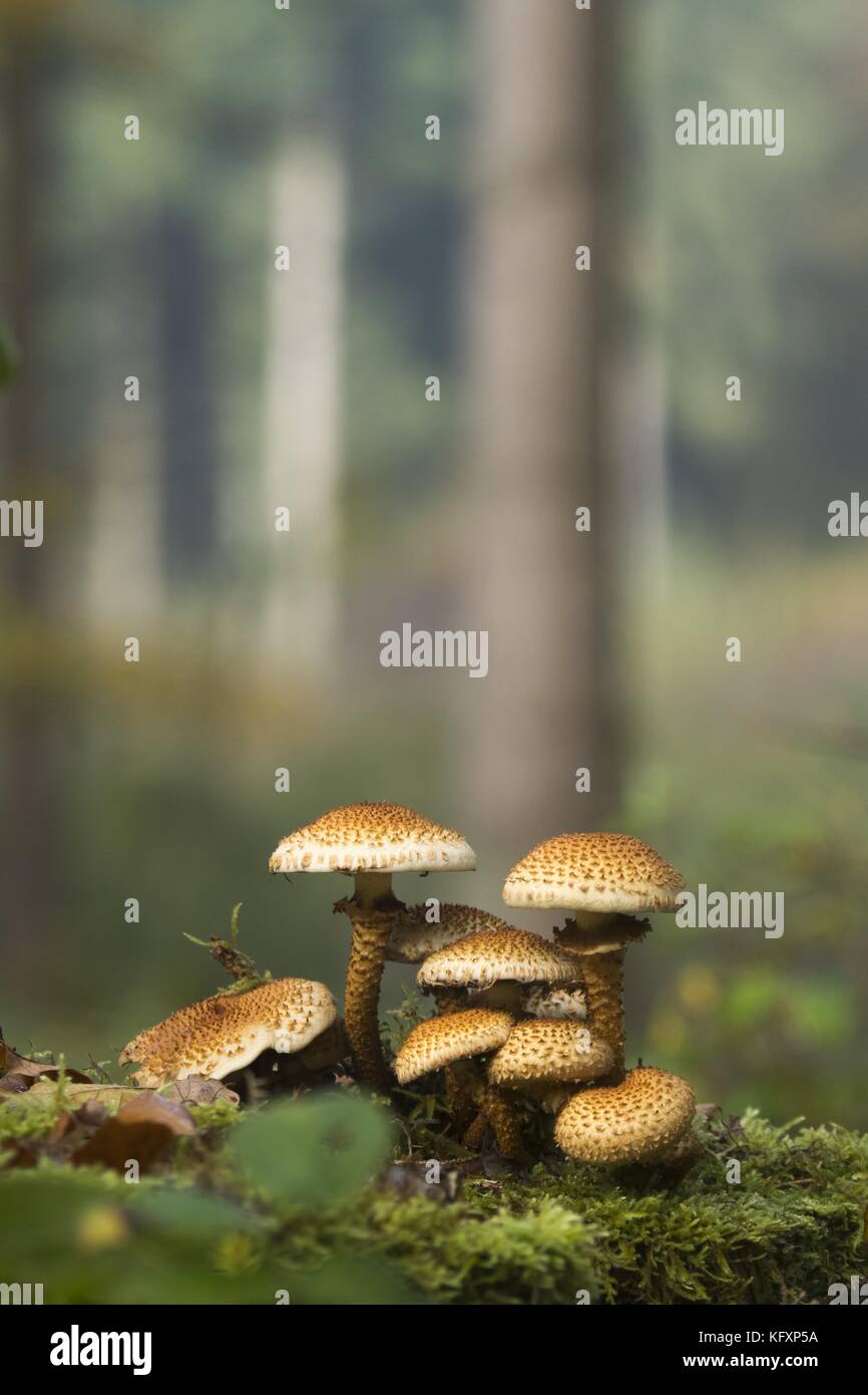 Shaggy scalycap (Pholiota squarrosa) on moss, Hesse, Germany Stock ...