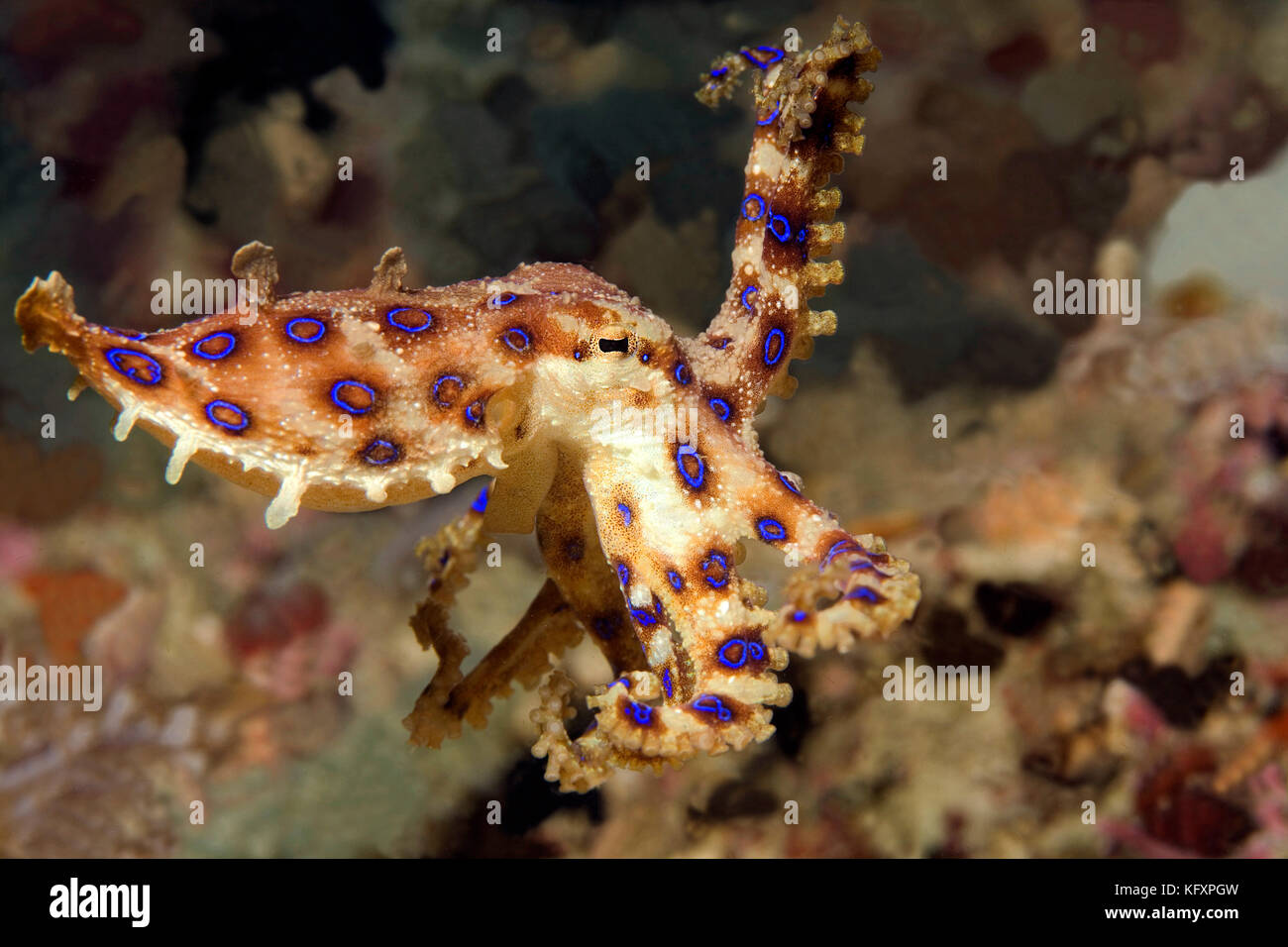 Philippine Seafood High Resolution Stock Photography and Images - Alamy