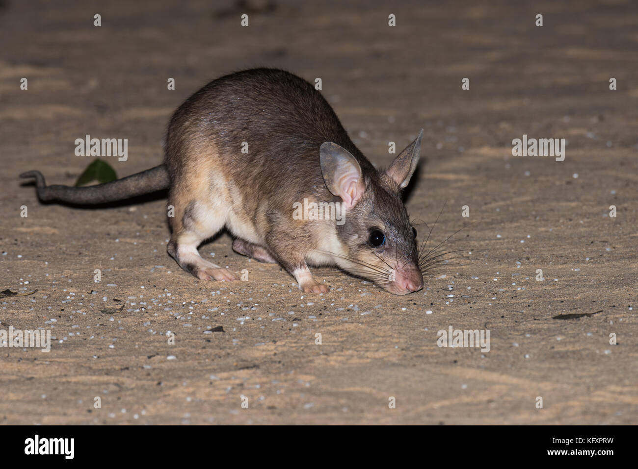 Malagasy giant rat (Hypogeomys antimena), sniffing, Kirindy National ...