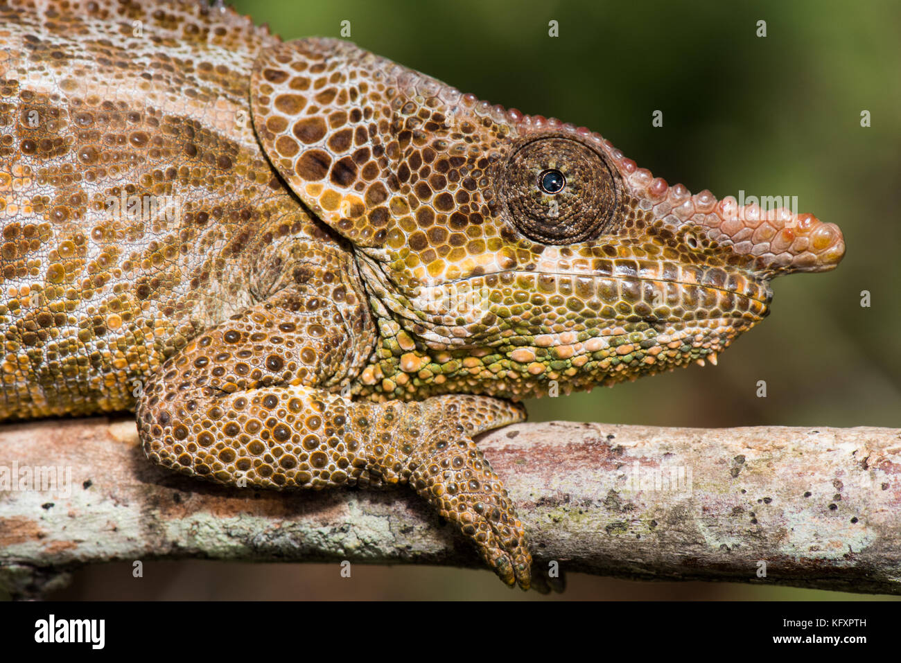 Short-horn chameleon (Calumma crypticum), RN7, Ambalamanakana ...