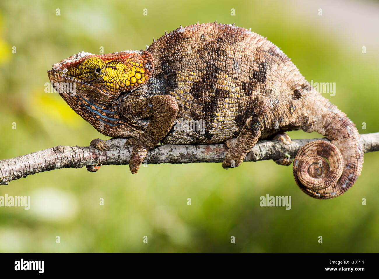 Short-horn chameleon (Calumma crypticum), RN7, Ambalamanakana ...