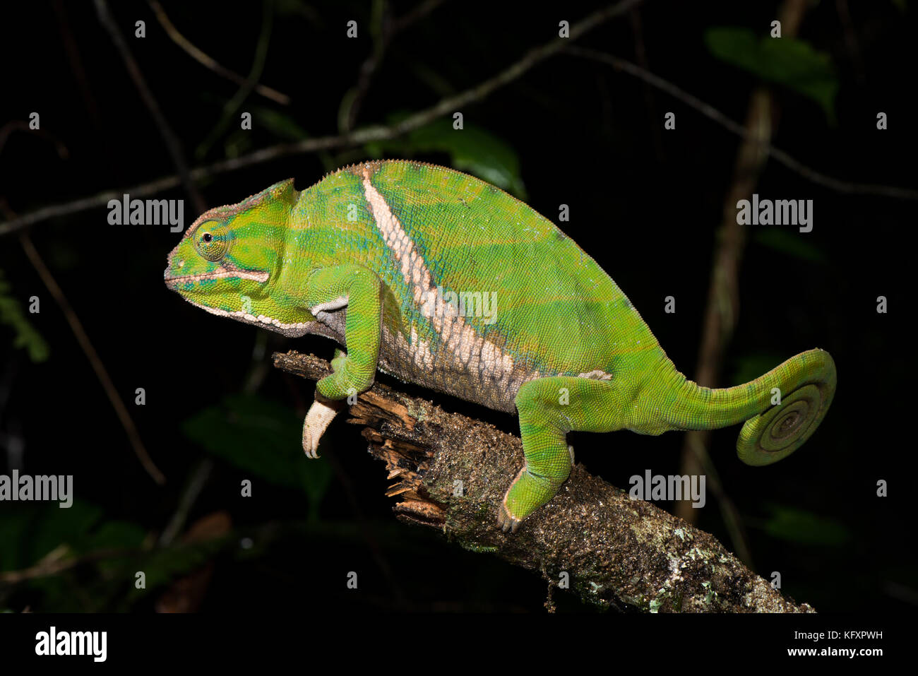Two-banded chameleon (Furcifer balteatus), female, Ranomafana National ...
