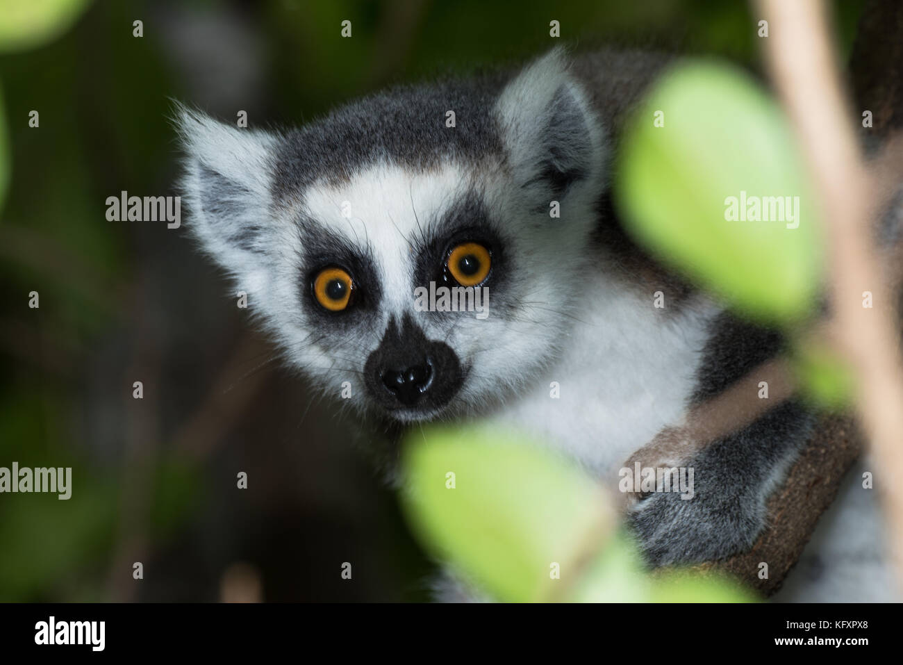 Ring-tailed lemur (Lemur catta) in Tree, Portrait, Anja Community ...