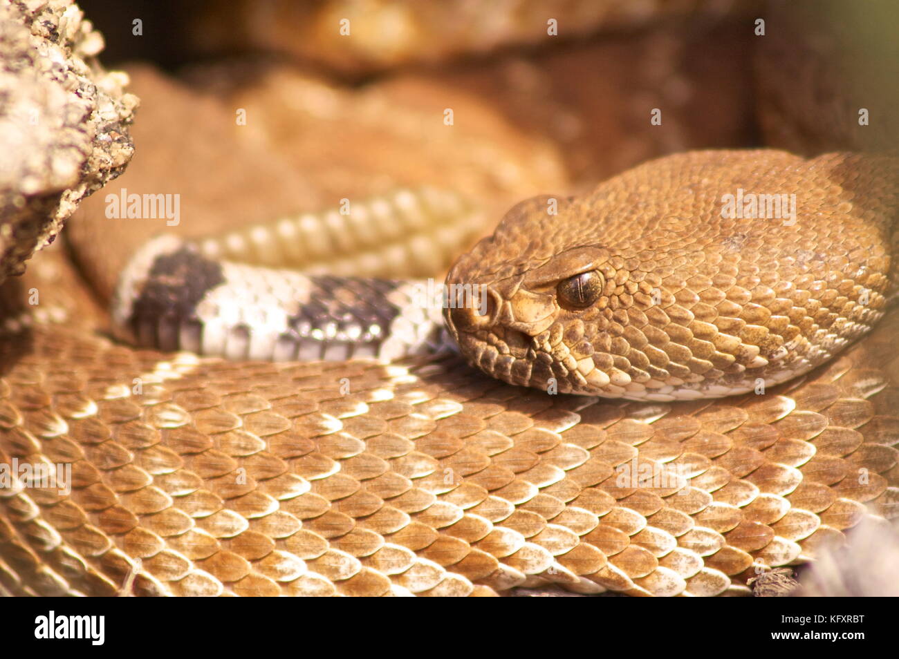 Red Diamond Rattlesnake Stock Photo - Alamy