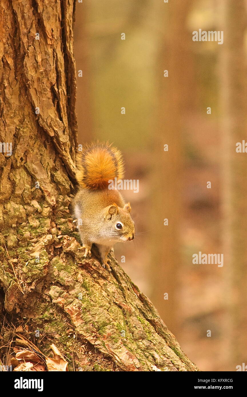 New england squirrel hi-res stock photography and images - Alamy