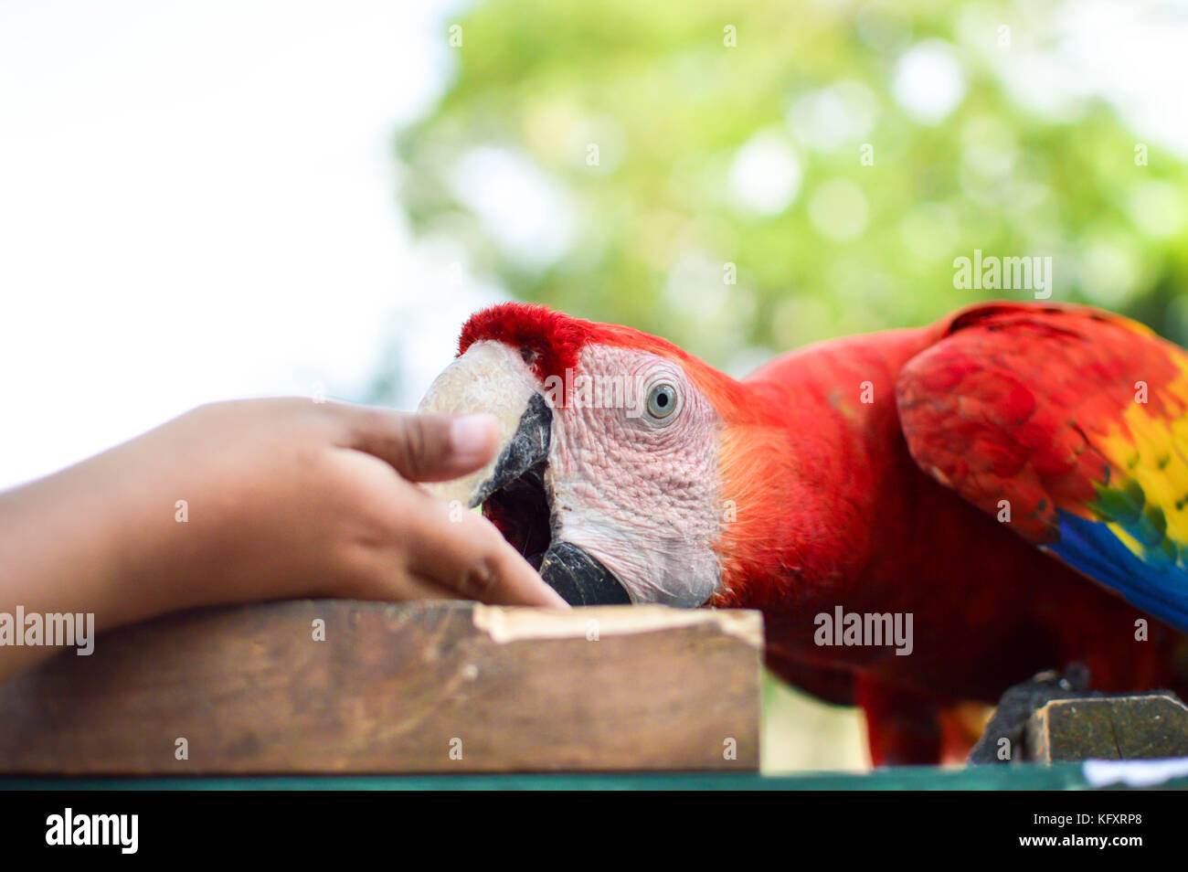 Close up of the Macaw parrot eating peanuts from the hand at the ...
