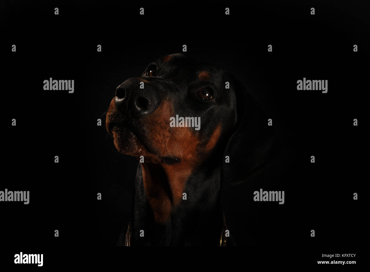 Low key portrait of beautiful black doberman dog. Head slightly tilted ...