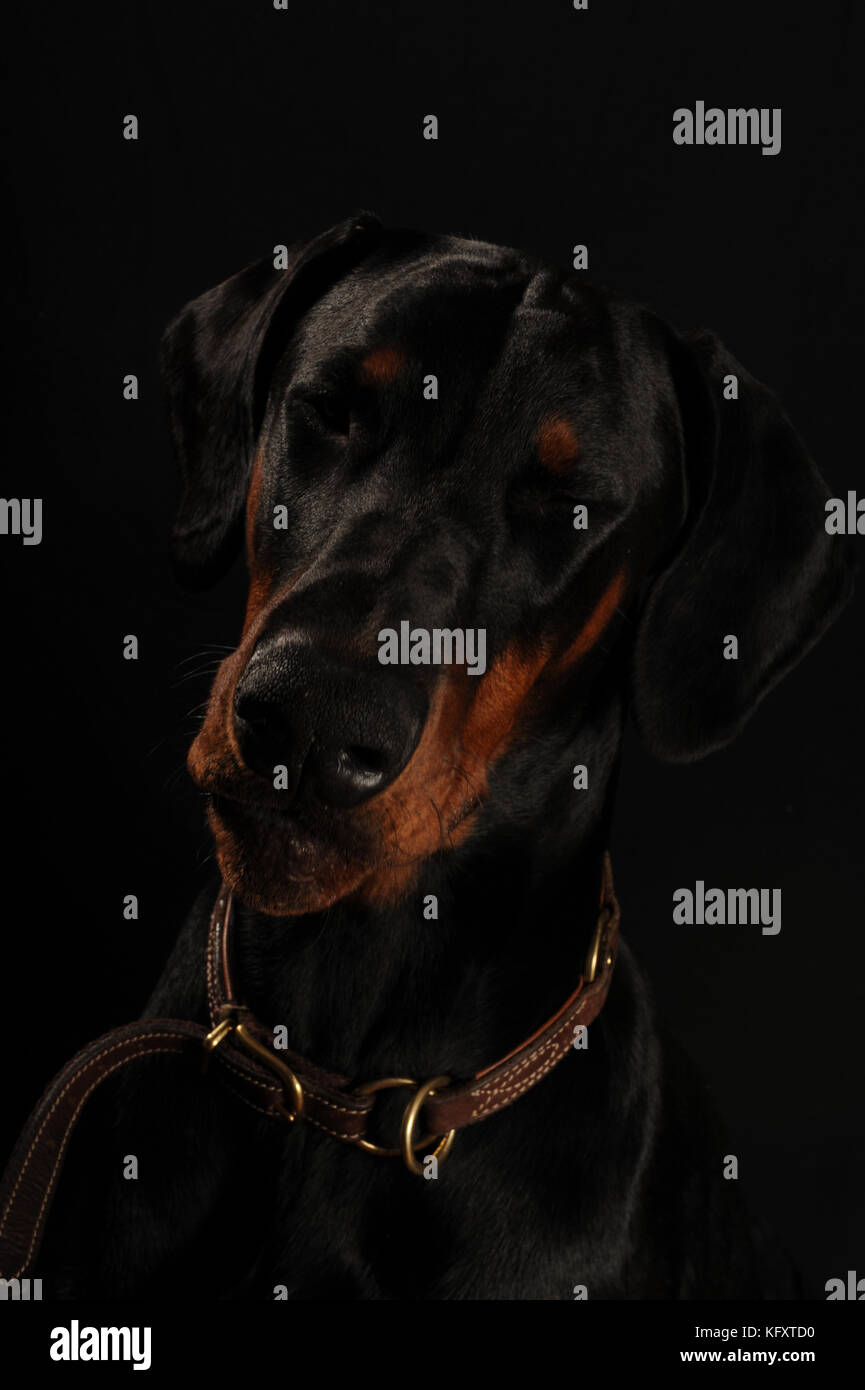 Funny low key portrait of beautiful black doberman dog closing his eyes ...