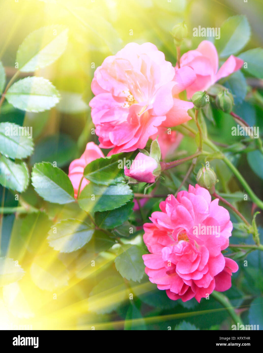 Brightly pink roses across from sunlight Stock Photo - Alamy
