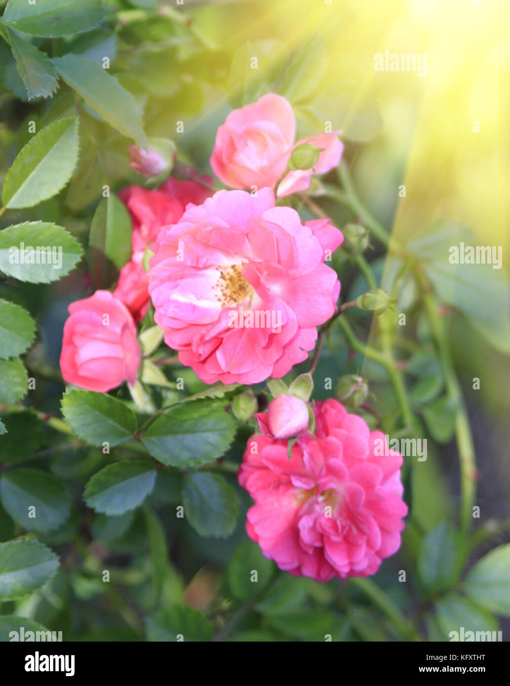 Brightly pink roses across from sunlight Stock Photo - Alamy