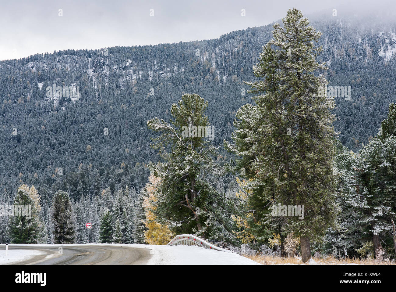 Federal highway M-52 Chuysky tract, asphalted road with markings among ...
