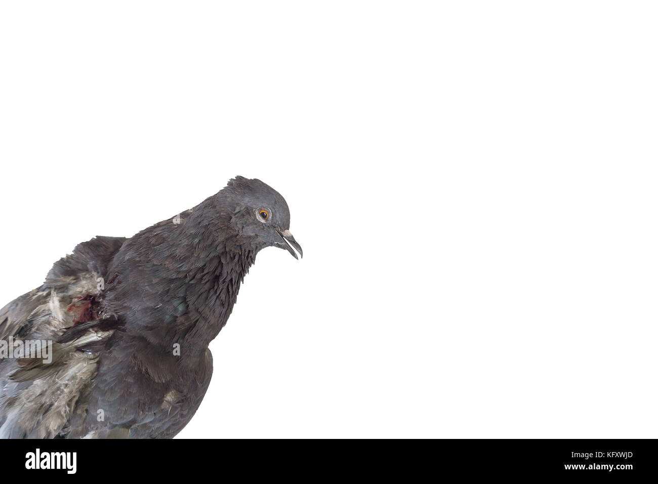 Dead white dove hi-res stock photography and images - Alamy